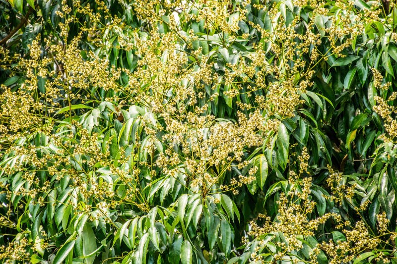 Lychee tree stock photo. Image of flower, petal, fruit - 272611660