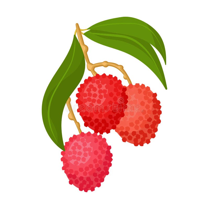 Lychee Vector Icon Stock Illustrations – 1,663 Lychee Vector Icon Stock ...