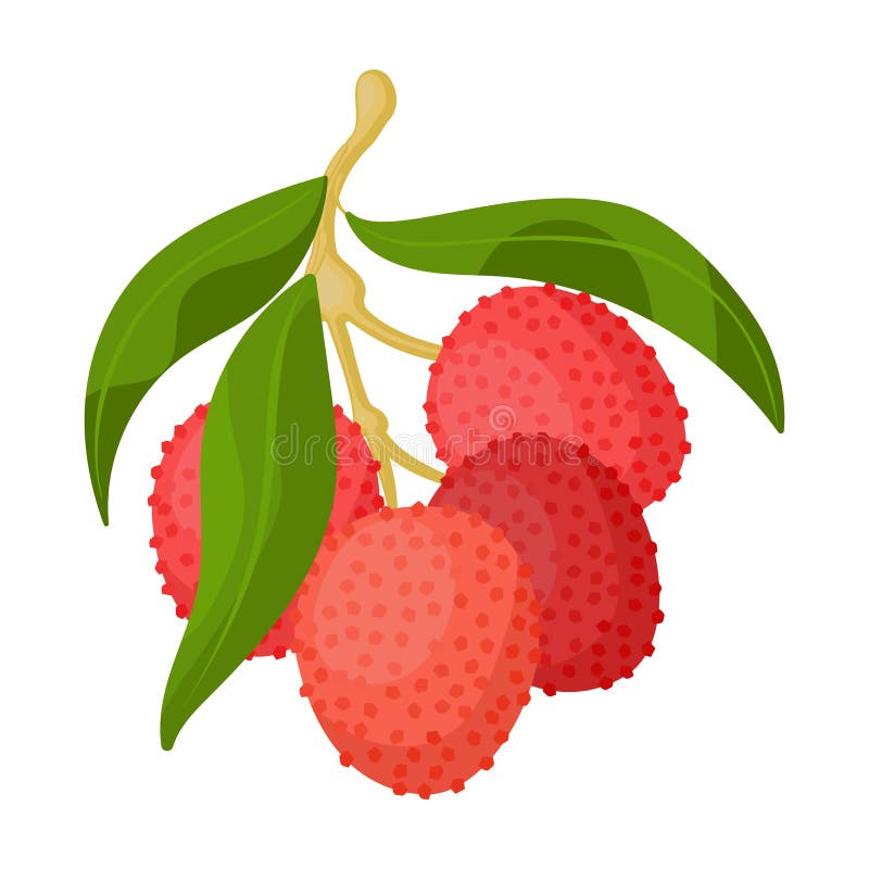 Lychee Vector Icon.Cartoon Vector Icon Isolated On White Background ...