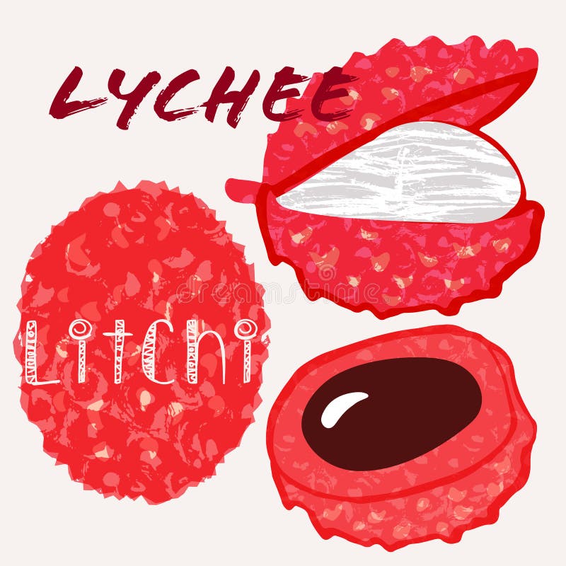 Lychee Vector Illustration. Colorful Textured Modern Design Stock ...