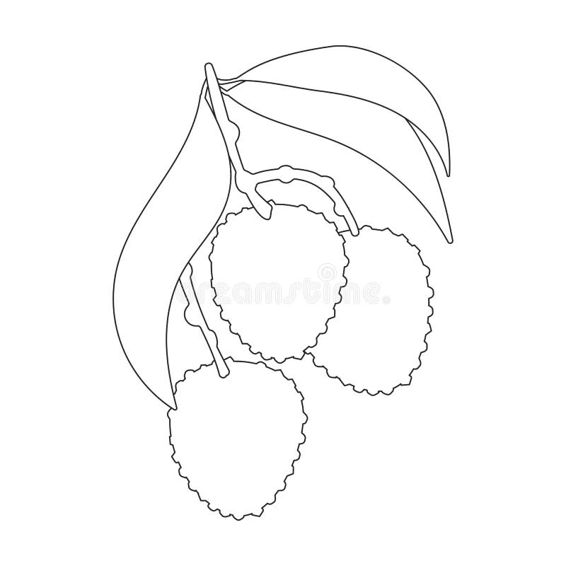 Lychee Vector Outline Icon. Vector Illustration Litchi on White ...