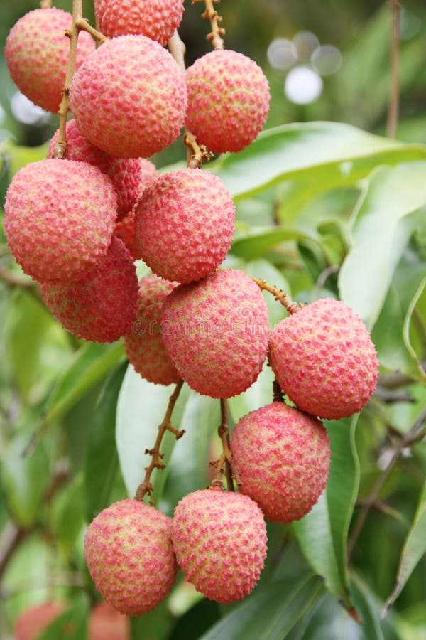 69+ Lychees Free Stock Photos - StockFreeImages
