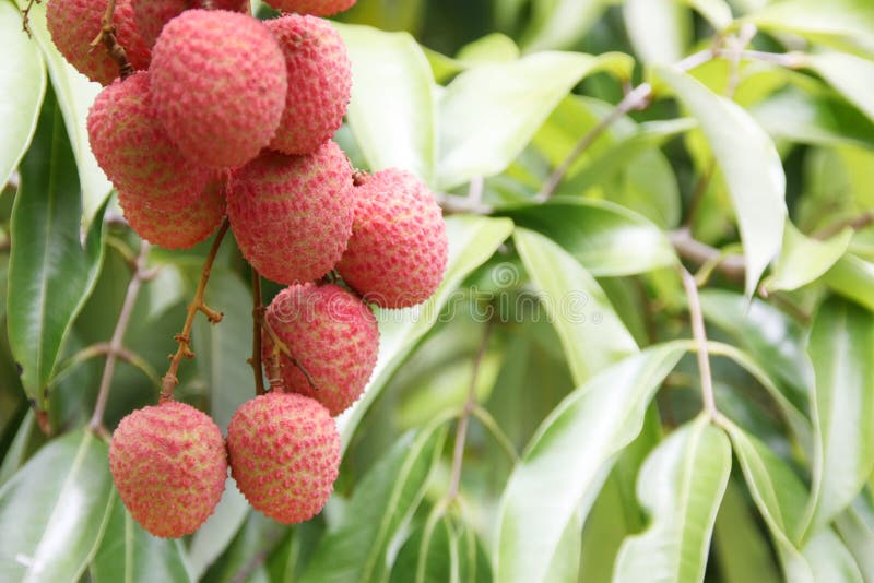 Lychee bundle stock photo. Image of background, isolated - 7187398