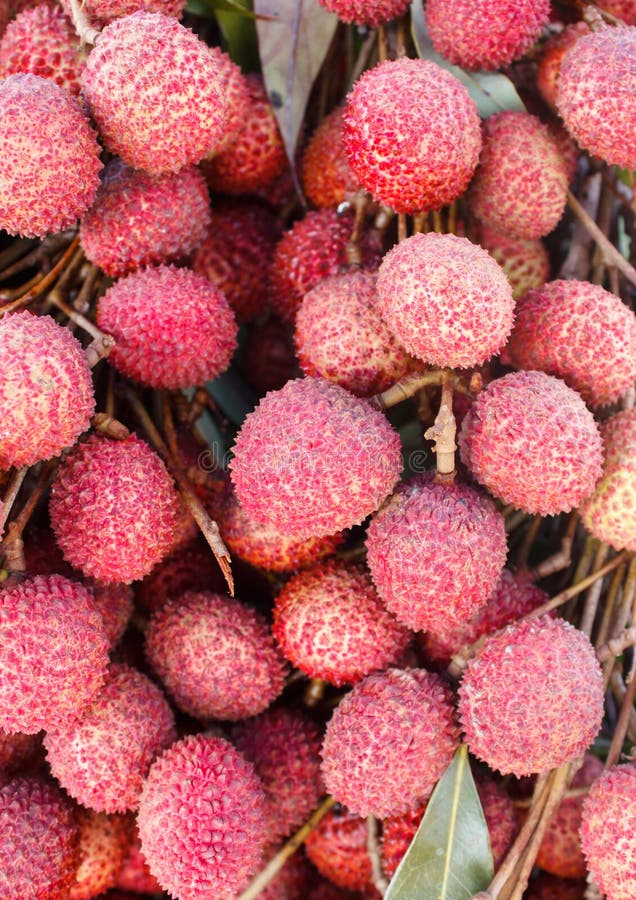 Lychee stock photo. Image of tropical, drupe, grape, plant - 13558982