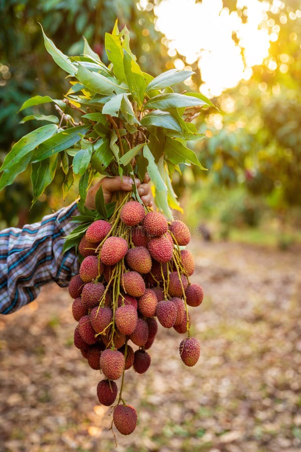 Lychees in the Hands of Farmers. Fresh Lychee Stock Image - Image of ...