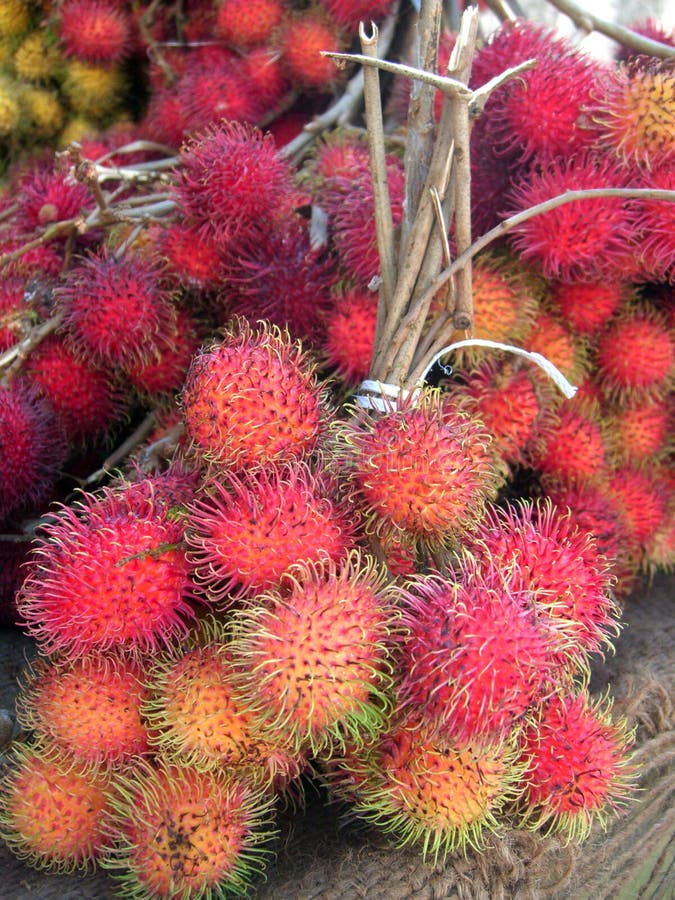 Lychees for sale at market stock photo. Image of ball - 23779756
