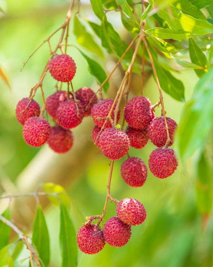 Bunch of Lychees on a Big Tree Stock Image - Image of lichee, brown ...