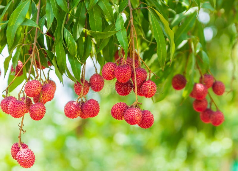 Bunch of Lychees on a Big Tree Stock Image - Image of diet, litchi ...