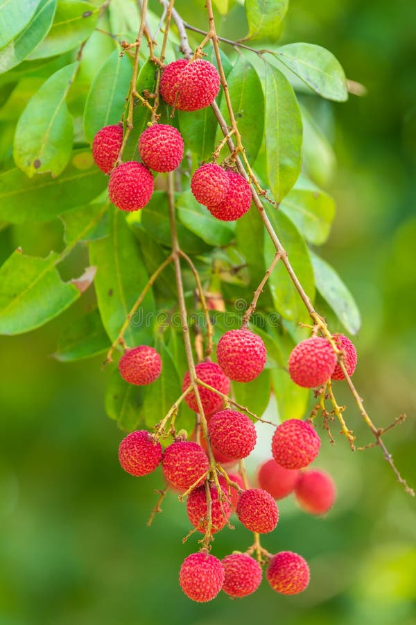Bunch of Lychees on a Big Tree Stock Image - Image of group, leaf ...