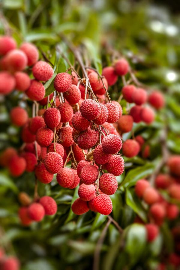 Lychee stock photo. Image of tropical, drupe, grape, plant - 13558982