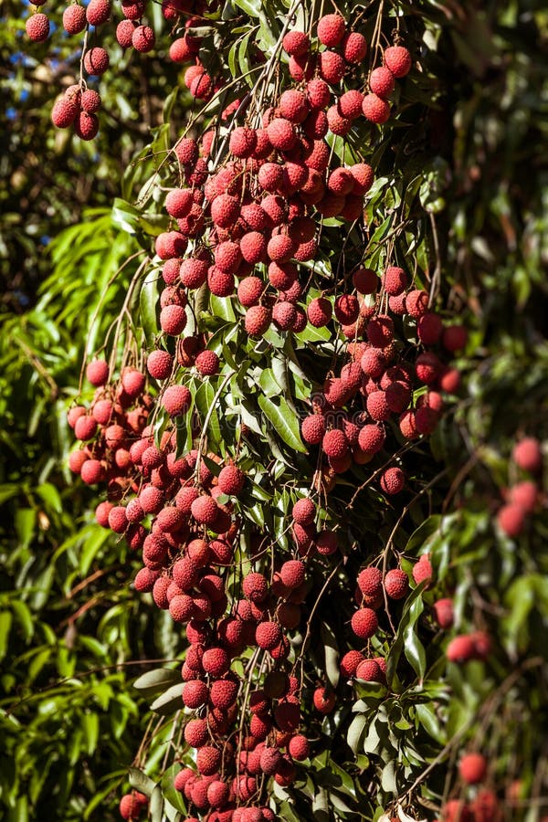 Lychees on tree stock image. Image of delicious, fresh - 154680705