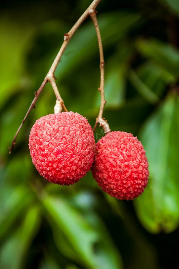 Lychee stock photo. Image of tropical, drupe, grape, plant - 13558982