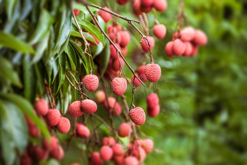 Lychees on tree stock image. Image of health, chinese - 154680773
