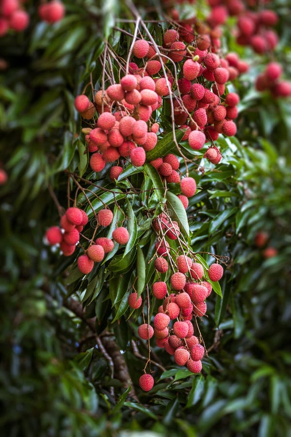 Lychee stock photo. Image of tropical, drupe, grape, plant - 13558982