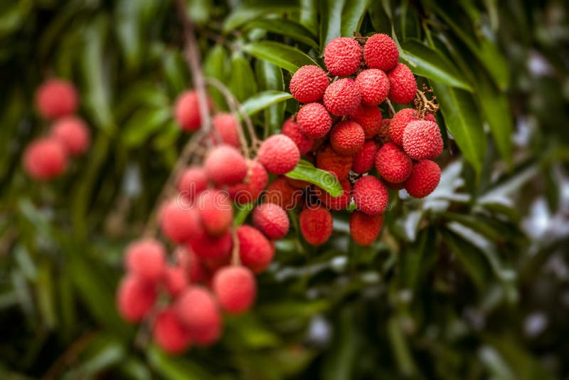 Lychee stock photo. Image of tropical, drupe, grape, plant - 13558982