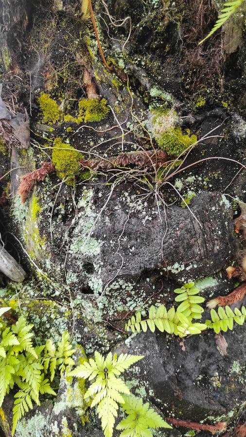 Lychen on Stone. Nature. Abandoned Stock Photo - Image of jungle ...