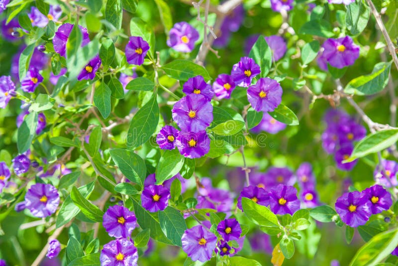 Lycianthes Rantonnetii Variegata , Blue Potato Bush â€˜Royal Robe ...