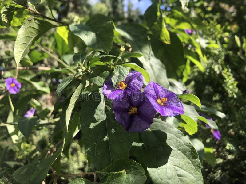 Lycianthes Rantonnetii Variegata , Blue Potato Bush â€˜Royal Robe ...