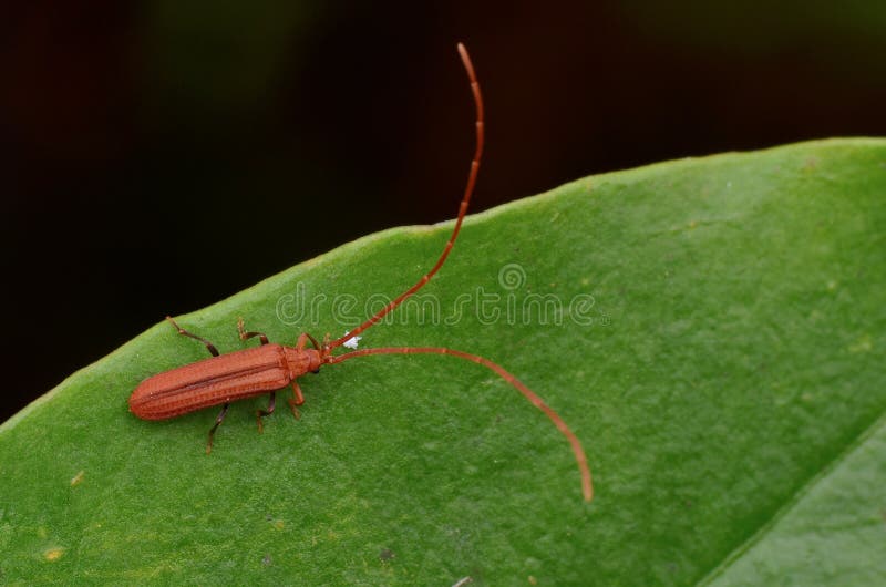 Tiny red Net-Winged Beetle stock photo. Image of invertebrate - 126863086