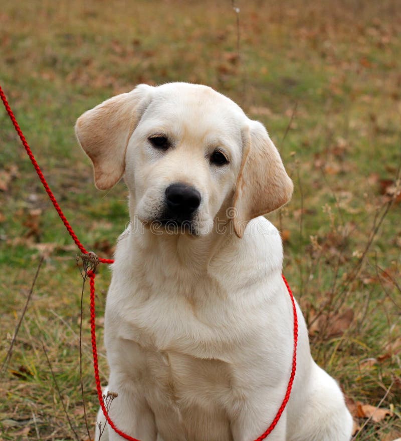 Lycklig gul labrador valp arkivfoto. Bild av hämta, sött - 34781270