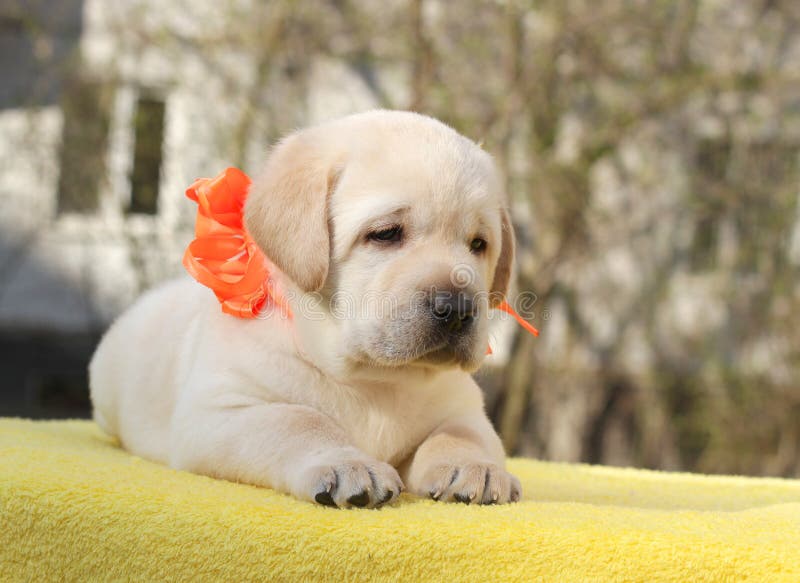 Lycklig gul labrador valp arkivfoto. Bild av hämta, sött - 34781270