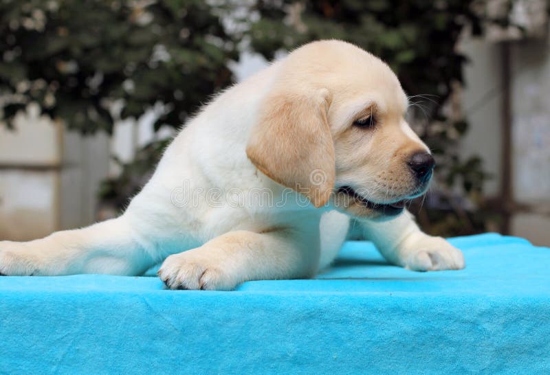Lycklig gul labrador valp arkivfoto. Bild av hämta, sött - 34781270