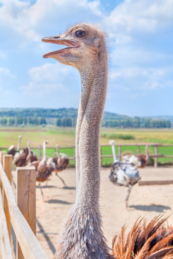 Den Roliga Strutsen Foton - Gratis och royaltyfria stockfoton från ...