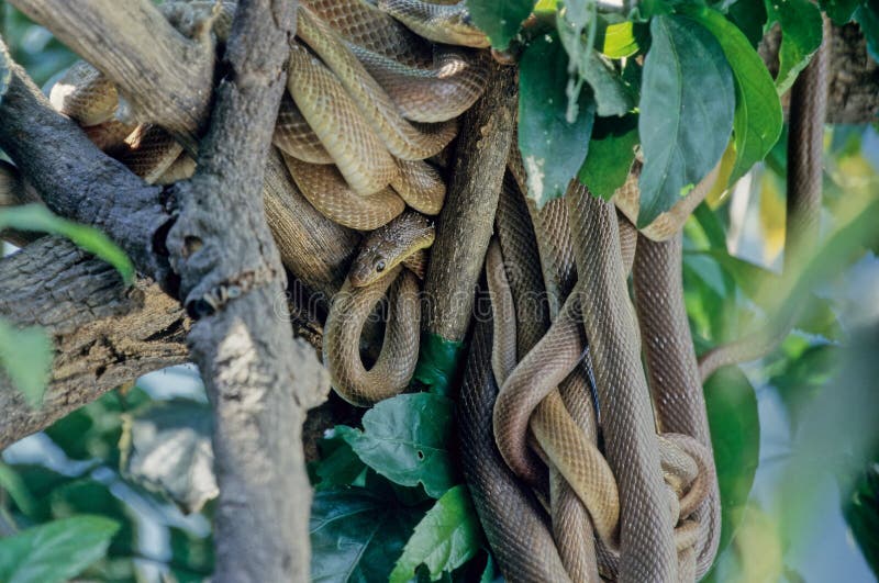 Lycodon capucinus stock illustration. Illustration of isolated - 332694025