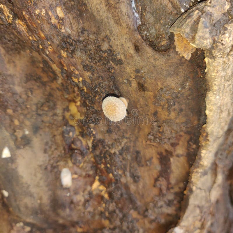 Lycogala Epidendrum, Commonly Known As Wolf& X27;s Milk or Groening ...