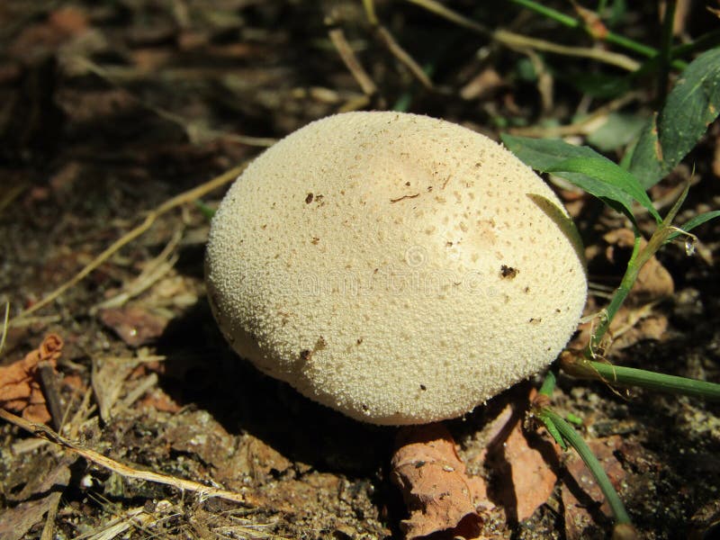 Lycoperdon is a Genus of Puffball Mushrooms. J Stock Photo - Image of ...