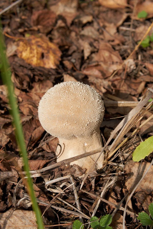 Lycoperdon perlatum stock photo. Image of warted, gemstudded - 231735436