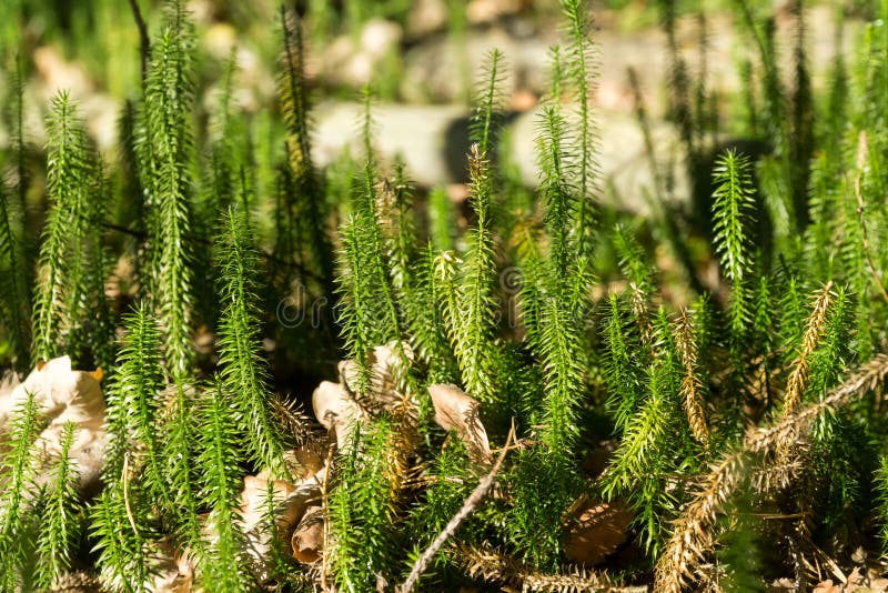 Ground Pines Lycopodium Selago Rare Plant from Red List of Ukraine ...