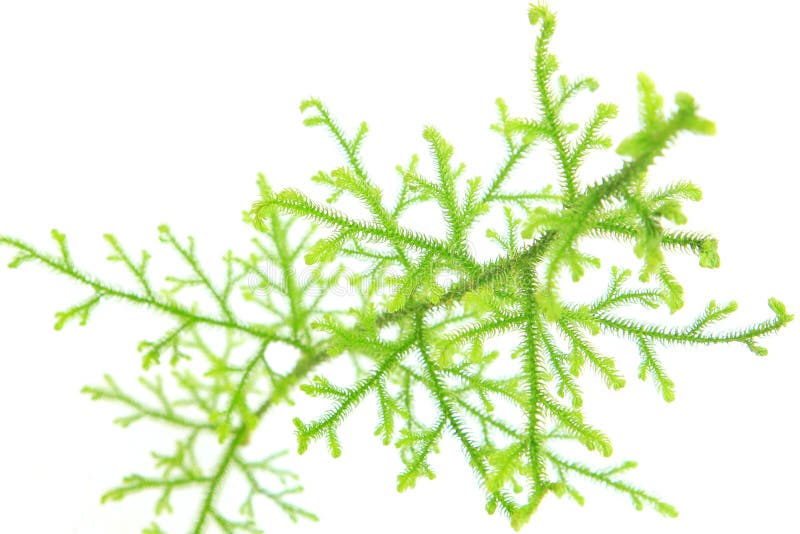 Lycopodium Clavatum stock image. Image of herb, green - 44808751