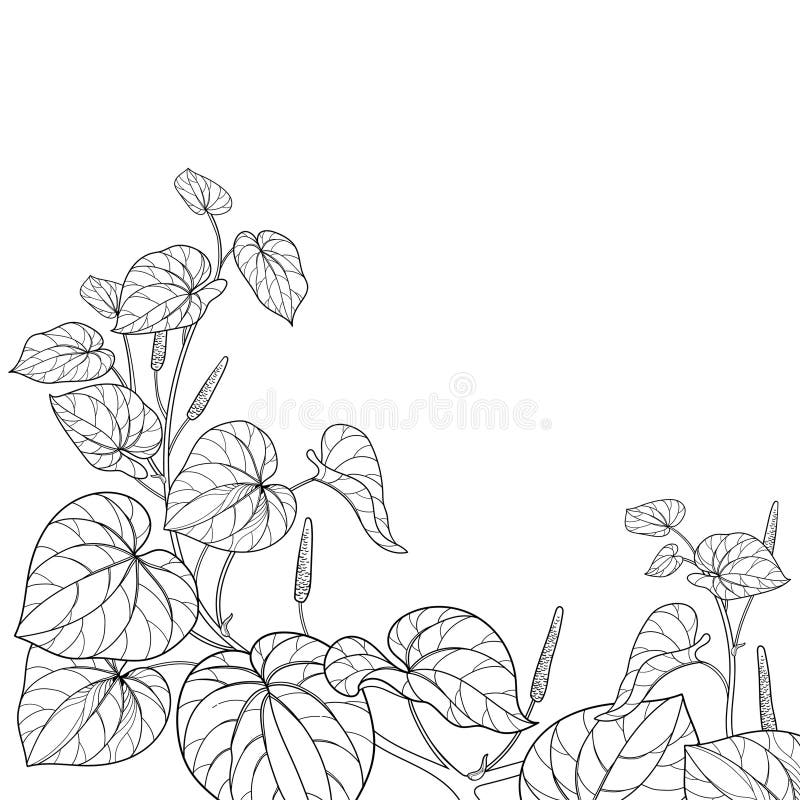 Bunch of Outline Kava Kava (Piper Methysticum) Leaves in Black Isolated ...