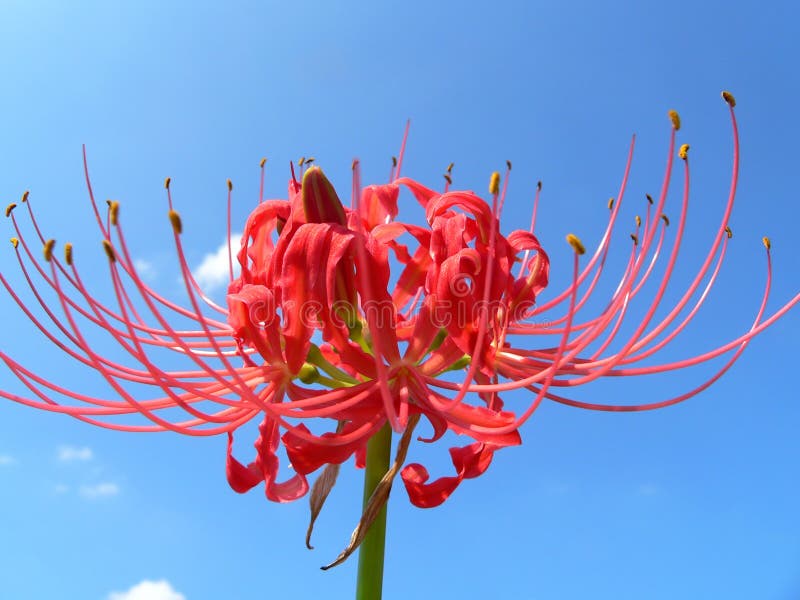 Lycoris Radiata stock photo. Image of fall, spider, blue - 278054