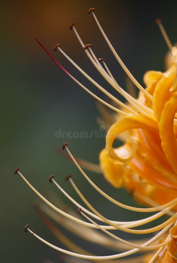 Lycoris Radiata stock photo. Image of fall, spider, blue - 278054