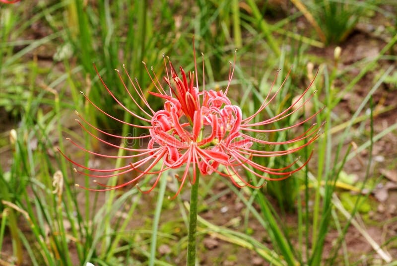Lycoris Radiata stock photo. Image of fall, spider, blue - 278054