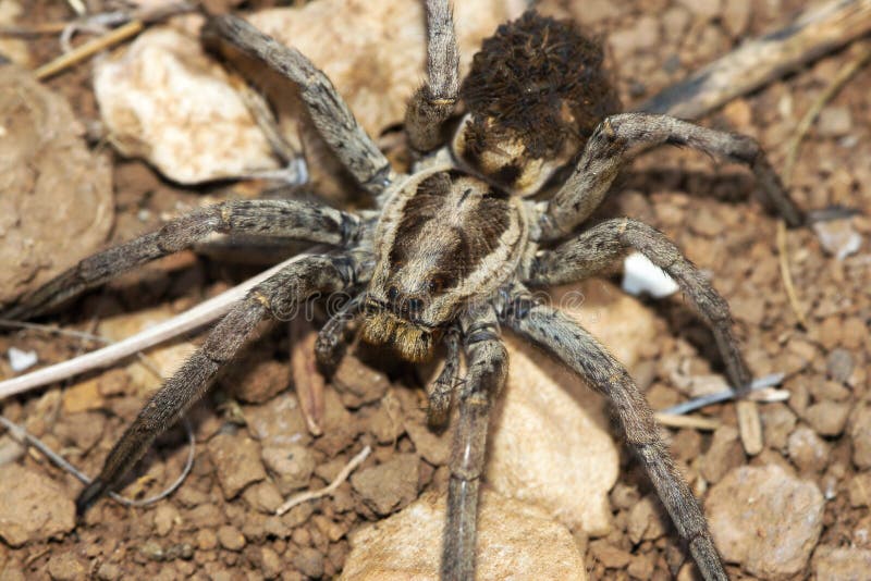 Lycosa tarantula stock photo. Image of detail, spider - 23484318