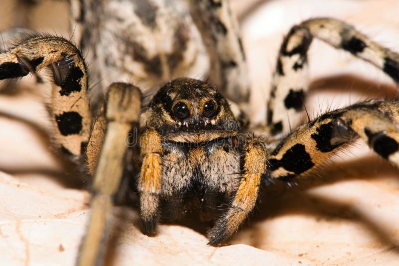 Lycosa tarantula portrait stock image. Image of lycosa - 28092453