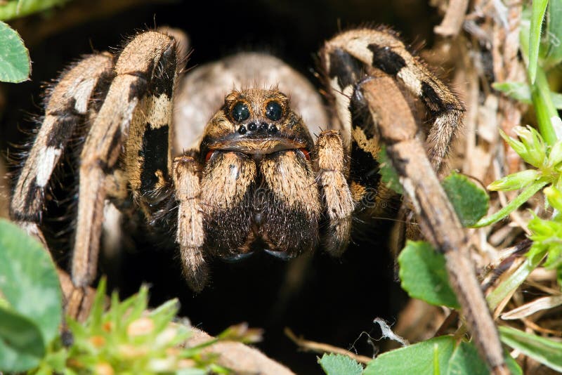 Lycosa tarantula stock photo. Image of detail, spider - 23484318