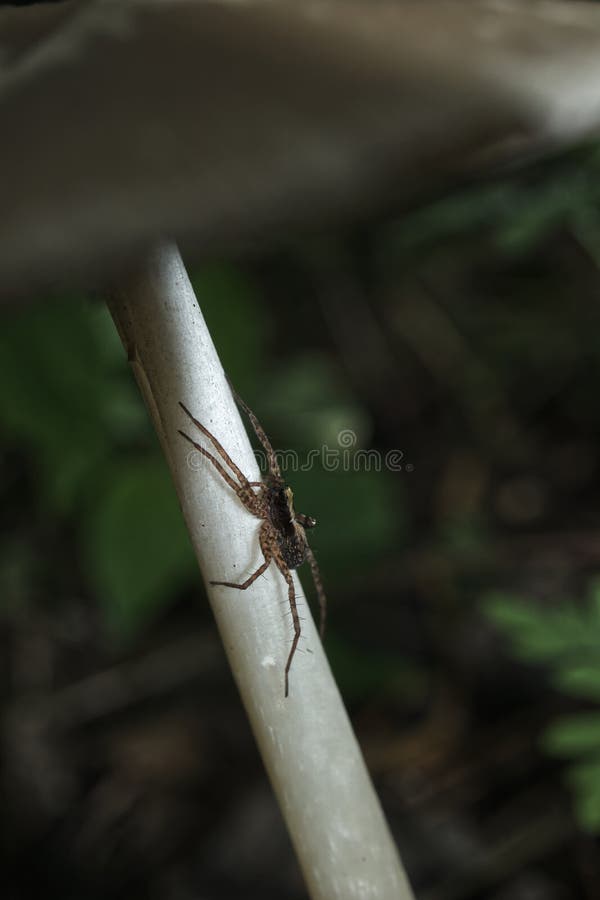 Lycosidae spider stock photo. Image of lycosa, europe - 230465670