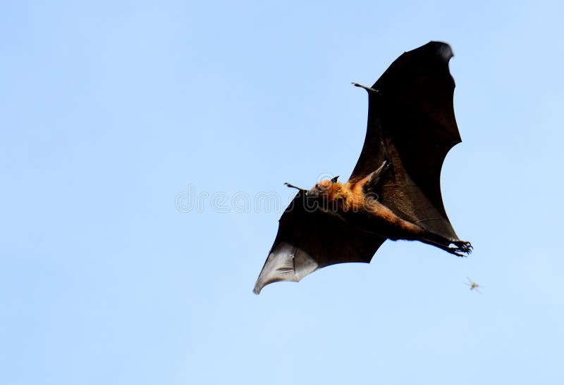 Lyie s flyingfox stock image. Image of rest, rainforest - 35201275