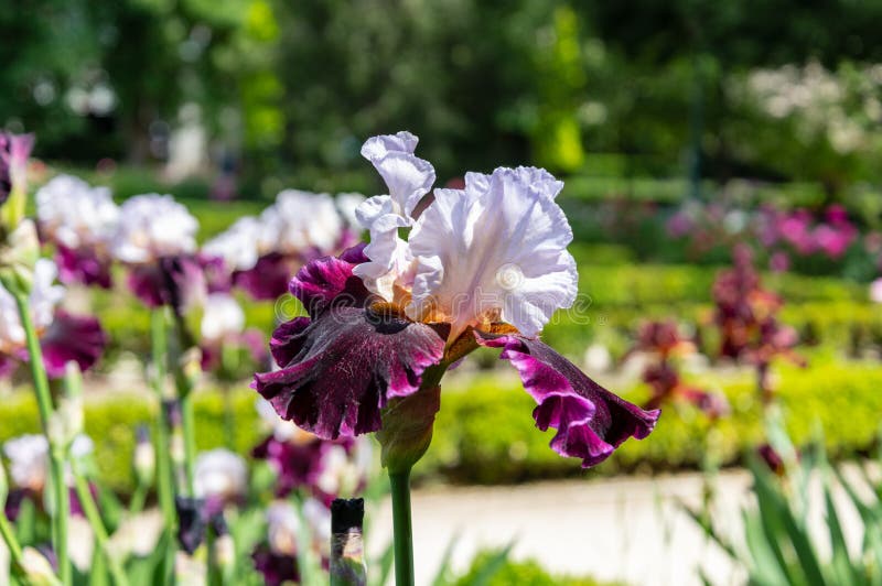 Lily stock photo. Image of madrid, park, plant, nature - 117576118