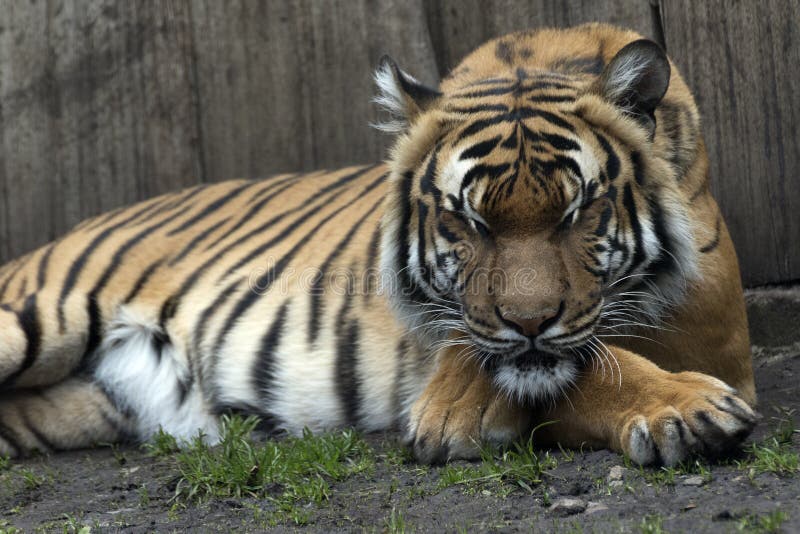 Lying Bengal tiger stock image. Image of orange, feline - 103531781