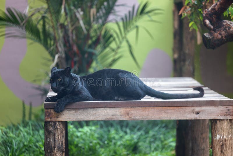 Lying Black Panther on a Table Against a Tree Stock Photo - Image of ...