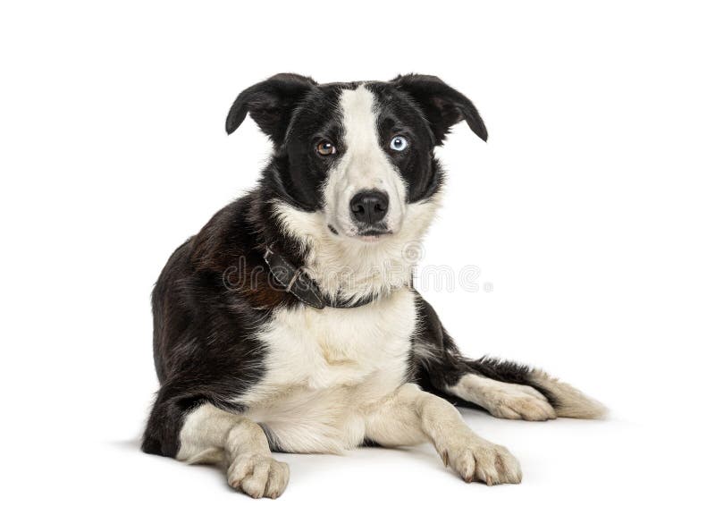 Lying Black and White Border Collie Dog, Isolated Stock Image - Image ...