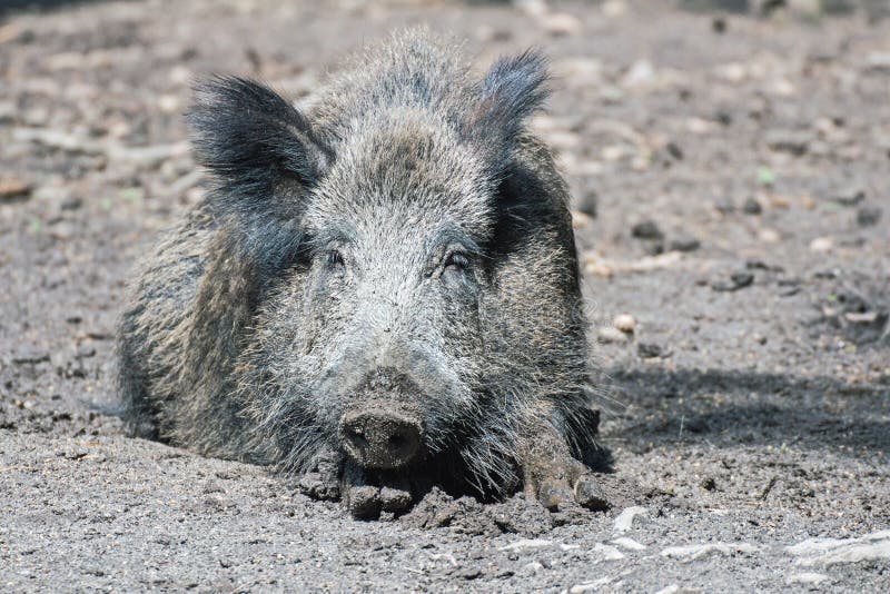 Lying boar stock photo. Image of hunter, wildpark, running - 72118482