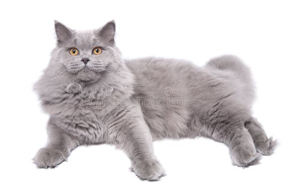 Lying british cat isolated stock image. Image of look - 12590699