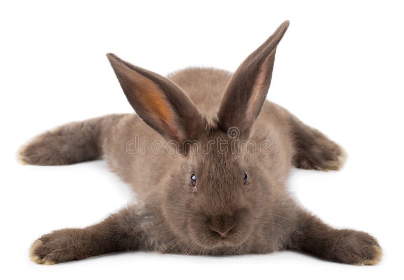 Lying brown rabbit stock image. Image of easter, close - 110835601