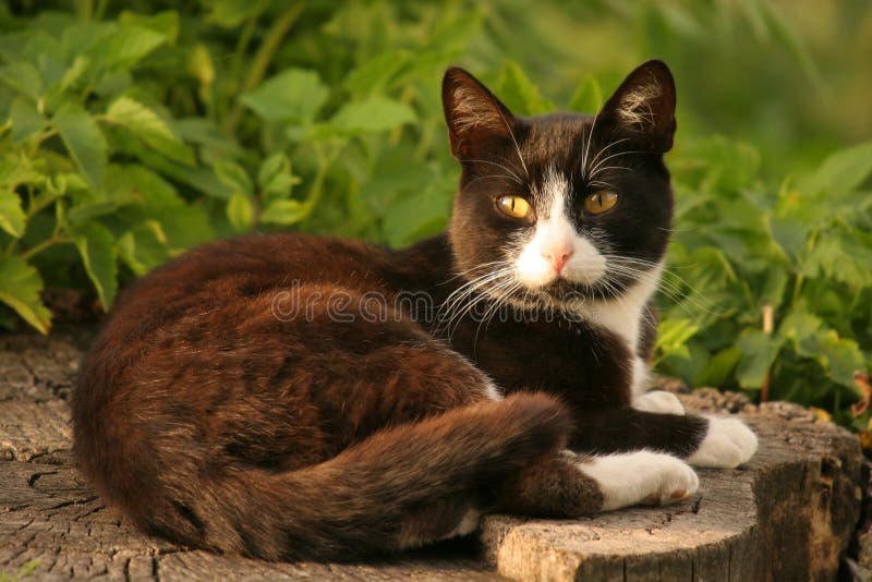 Lying cat stock image. Image of animal, outdoor, background - 12888577